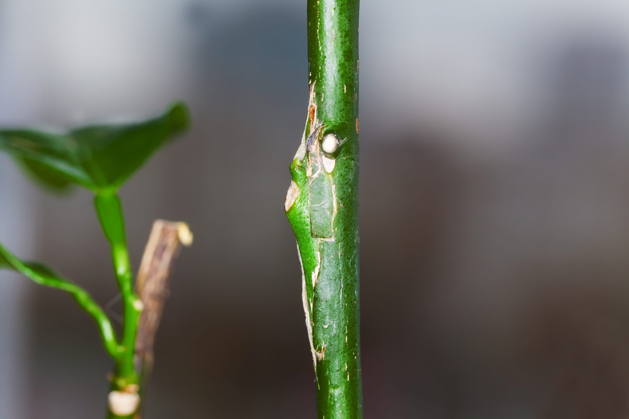 Type of Graft | Improved Cultivars | Grafting Tree